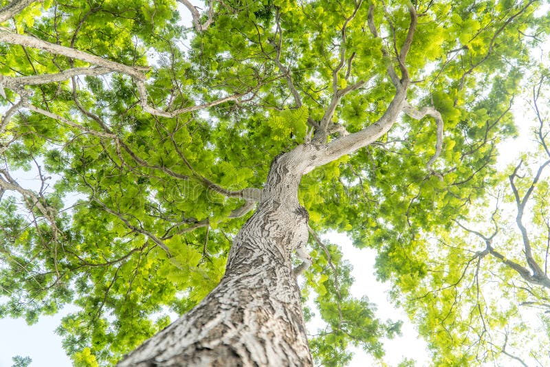 Under the Big Tree and with Branch Magnify Stock Image - Image of calm ...