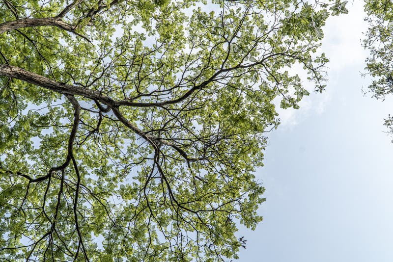 Under the Big Tree and with Branch Magnify Stock Photo - Image of ...