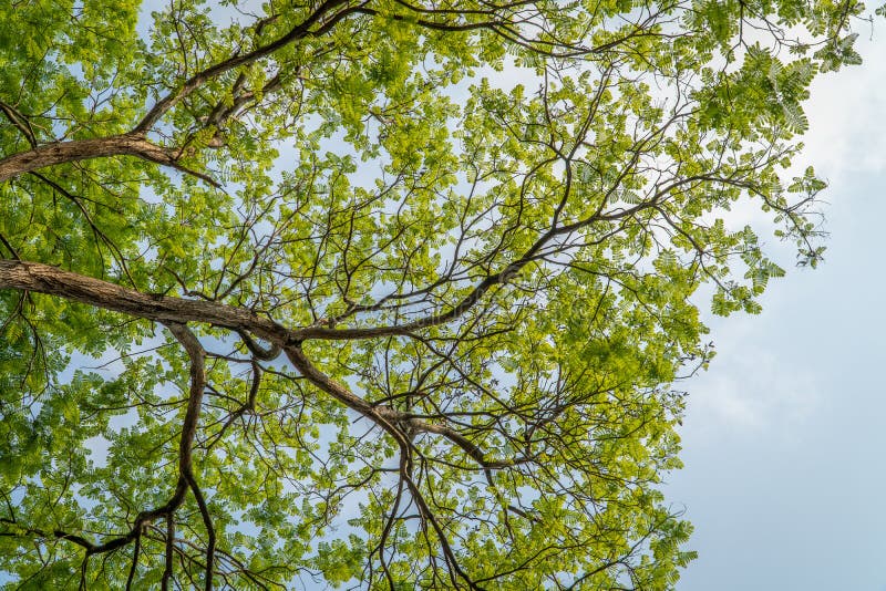 Under the Big Tree and with Branch Magnify Stock Image - Image of ...