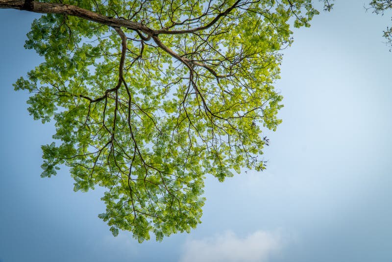 Under the Big Tree and with Branch Magnify, Background Trees Stock ...