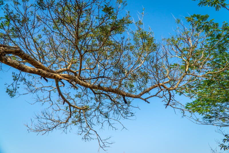 Under the Big Tree with Branches Magnify and Blue Sky Background Stock ...