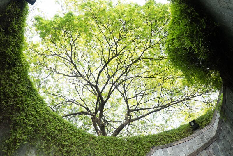 Under big tree canopy stock photo. Image of outdoor, beautiful - 74505136