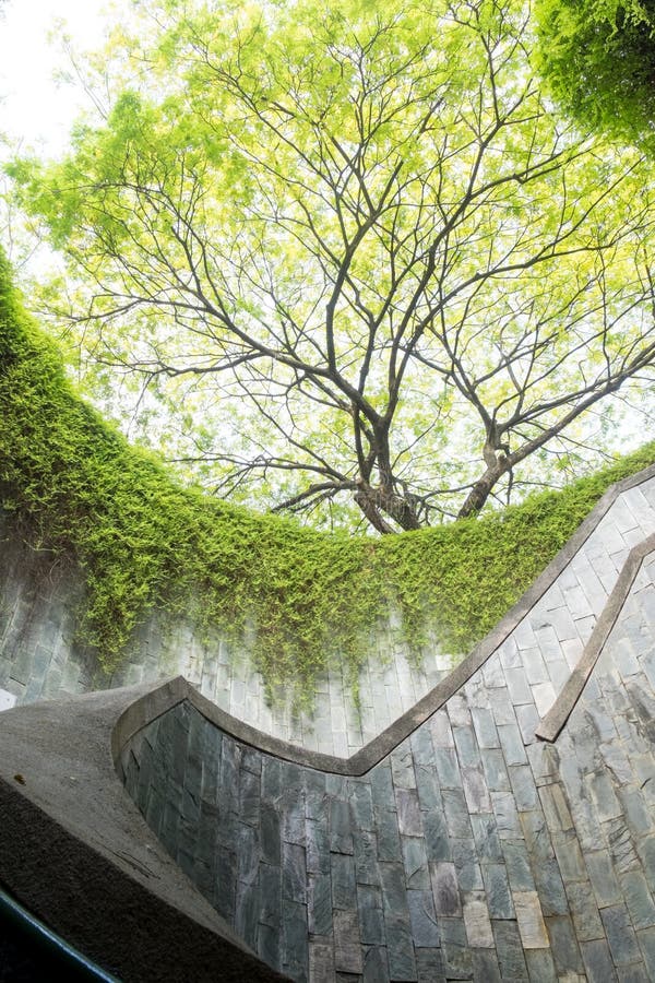 Under big tree canopy stock photo. Image of forest, natural - 74505216