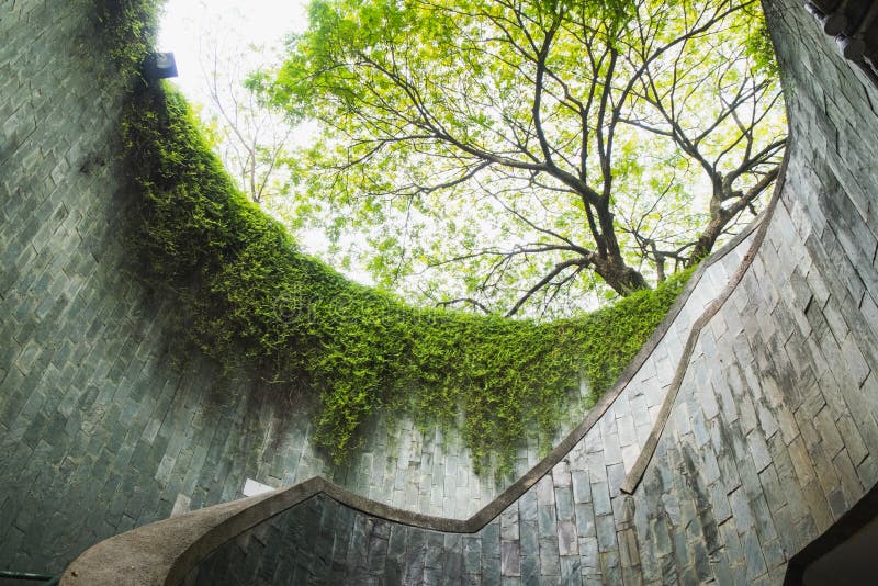 Under big tree canopy stock image. Image of grey, landscape - 74505253