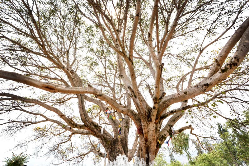 Under the Big Tree in Chimi Lhakhang - Bhutan Stock Image - Image of ...