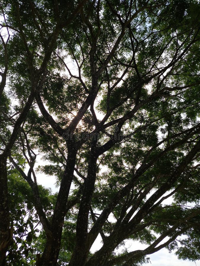 Under the Big Tree, Hide from the Sun Stock Photo - Image of green ...
