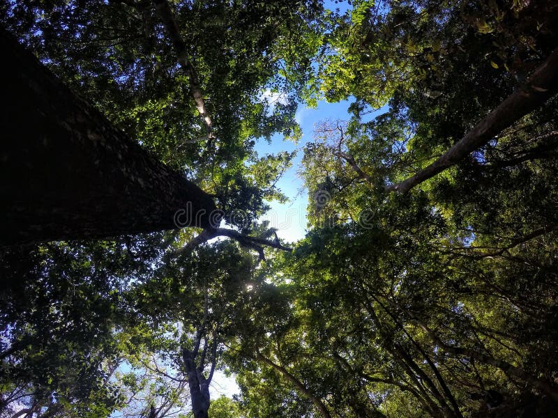 Under Big Trees in Forest with Beatiful Sky Stock Image - Image of ...
