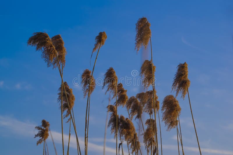 Puddle Grass Under the Blue Sky Stock Image - Image of wind, puddle ...