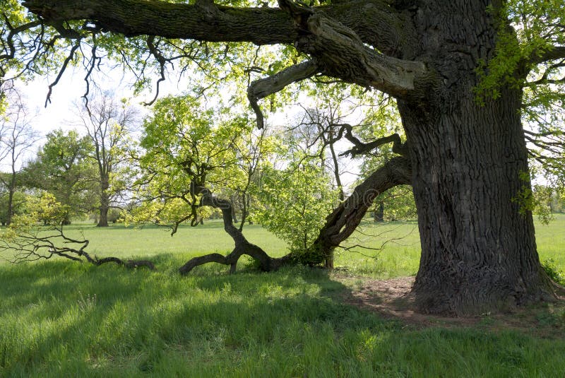 Under the Branches of the Old Oak Tree in Spring Stock Photo - Image of ...