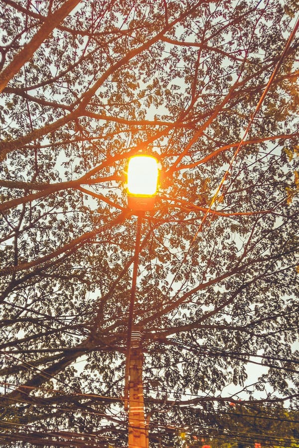 Under the Bright Street Light with a Tree Stock Image - Image of light ...