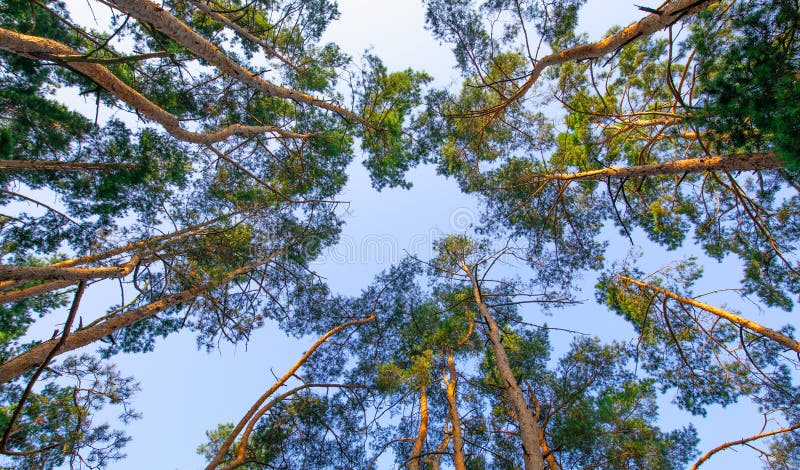 Under the Canopy: a Glimpse of the Pine Forest from Below Stock Photo ...