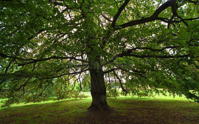 Large Old Beech Tree with Lush Green Leaves Stock Image - Image of ...