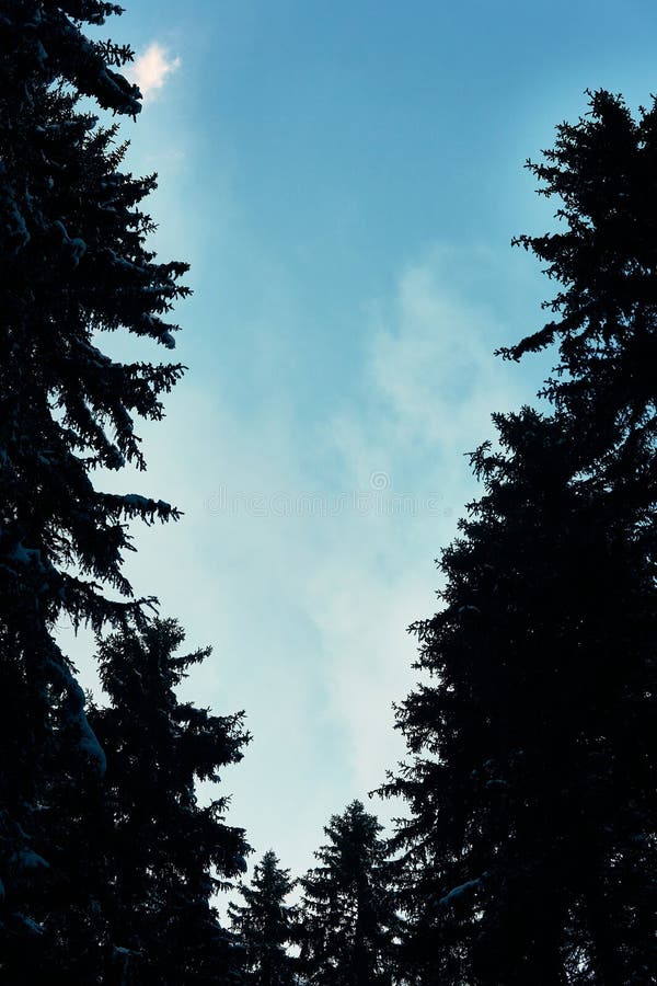 Tall Evergreen Trees Frame a Bright Blue Sky with Scattered Clouds in a ...