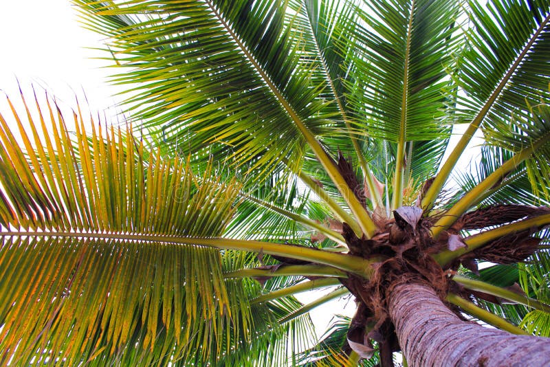 Under the Coconut Tree on the Beach Stock Photo - Image of nature ...