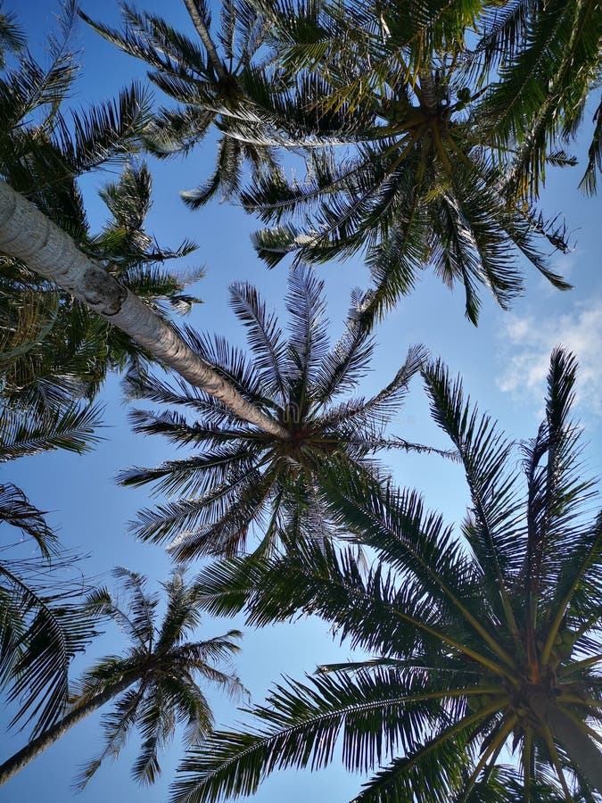 Under the Coconut Tree and the Blue Sky Stock Image - Image of tree ...
