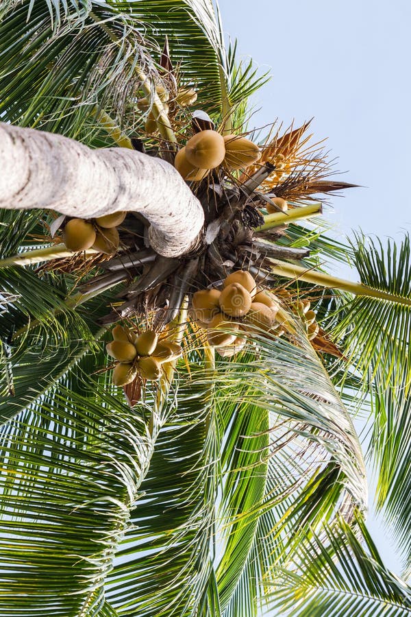 Under coconut tree stock image. Image of coconut, plant - 48307577