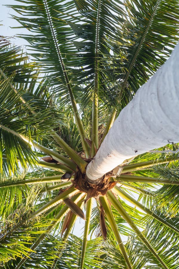 Under coconut tree stock image. Image of caribbean, tree - 43975641
