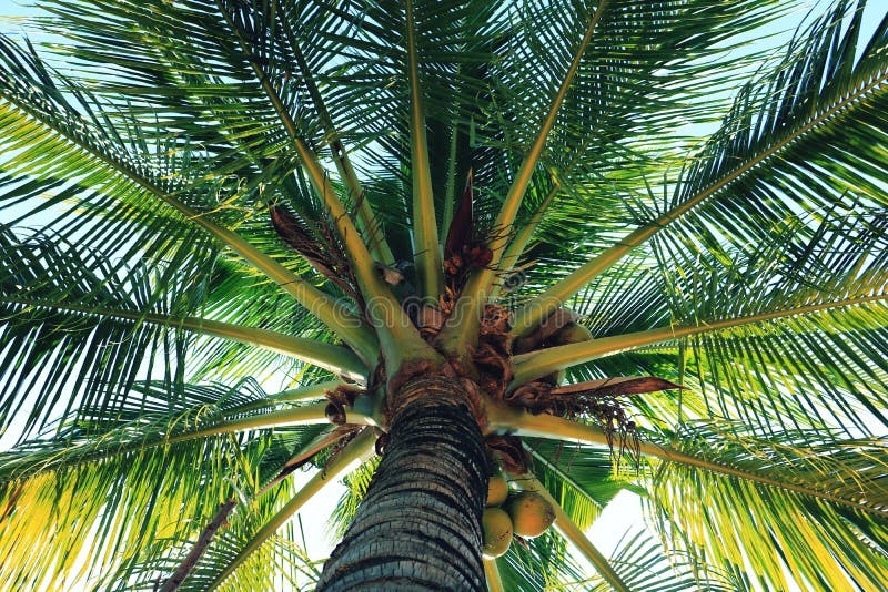 Under Coconut Tree in Summer. Stock Photo - Image of leaf, travel: 91032398