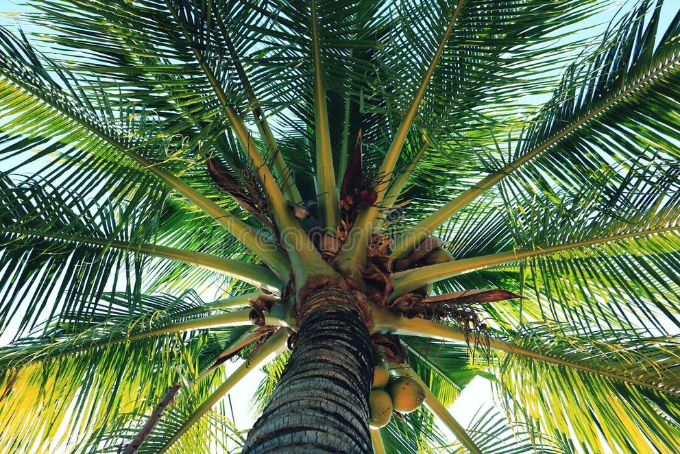 Under Coconut Tree in Summer. Stock Photo - Image of leaf, travel: 91032398