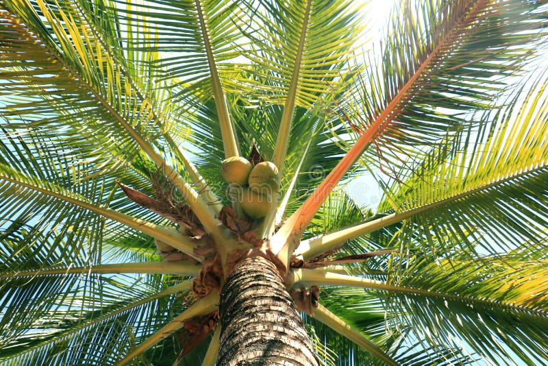 Under Coconut Tree in Summer. Stock Image - Image of garden, outdoor ...