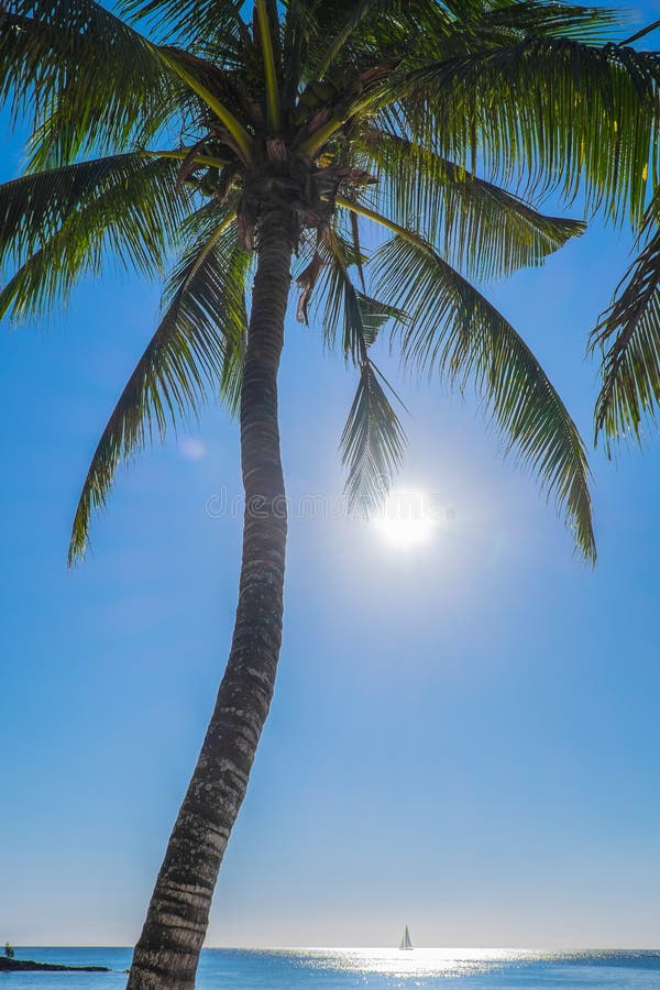 Under the coconut tree stock photo. Image of summer, mauritius - 65274330