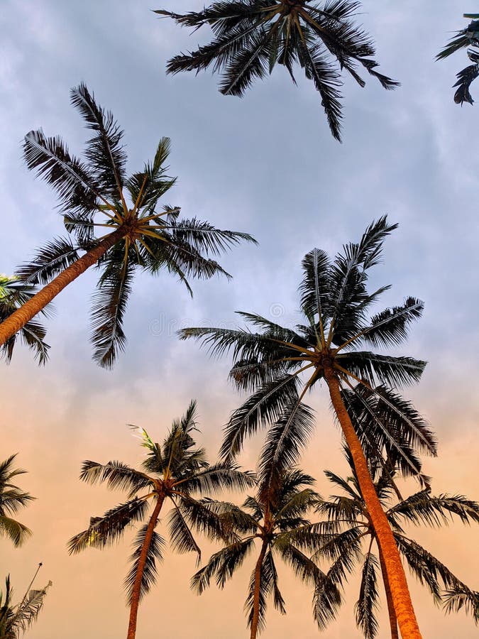 From under coconut trees stock image. Image of trees - 275648483