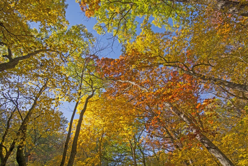 Under a Colorful Fall Canopy Stock Image - Image of memorial, leaves ...