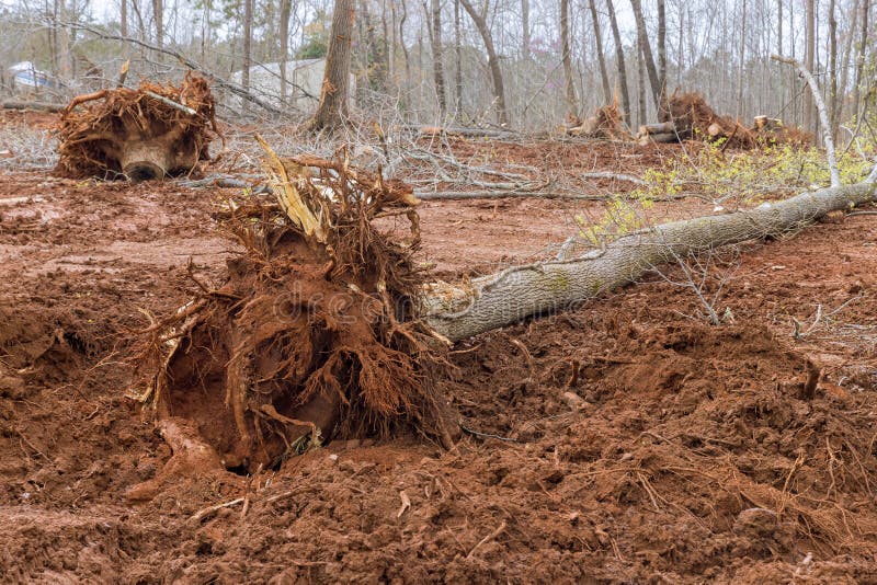 Construction Site Area of Tree Stump Removal Roots into Forest with ...