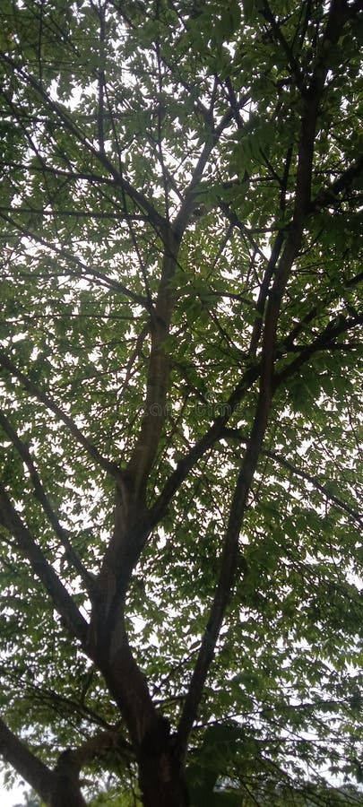 Under the Cool Shade of Trees Stock Image - Image of green, tree: 268263159