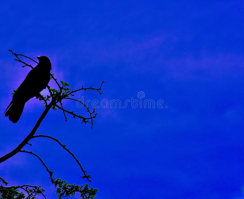 A Beautiful Crow Perched on Top of a Tree Stock Photo - Image of ...
