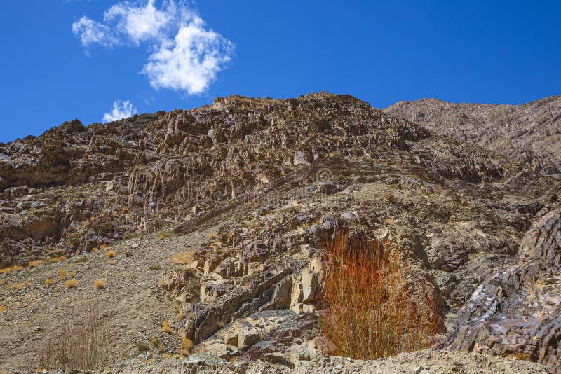 "Burning Bush" on Stark Himalayan Mountain Stock Photo - Image of ...