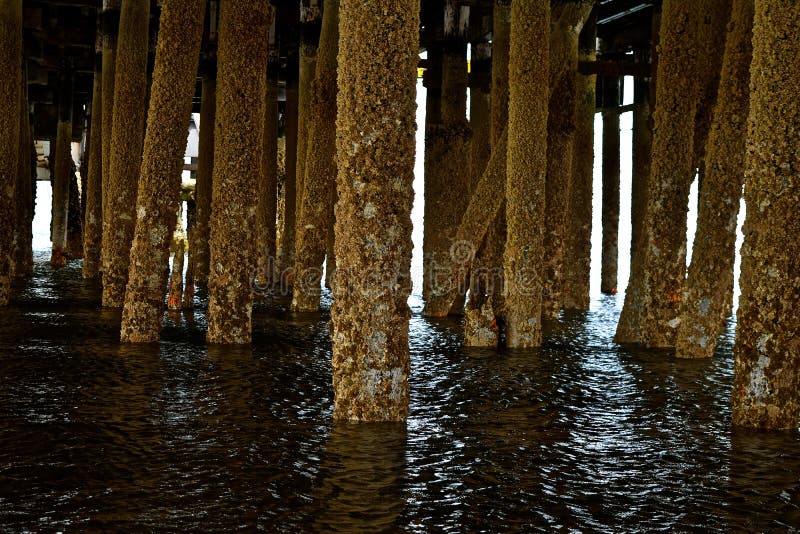 Under the Docks stock image. Image of ripples, saltwater - 97630911