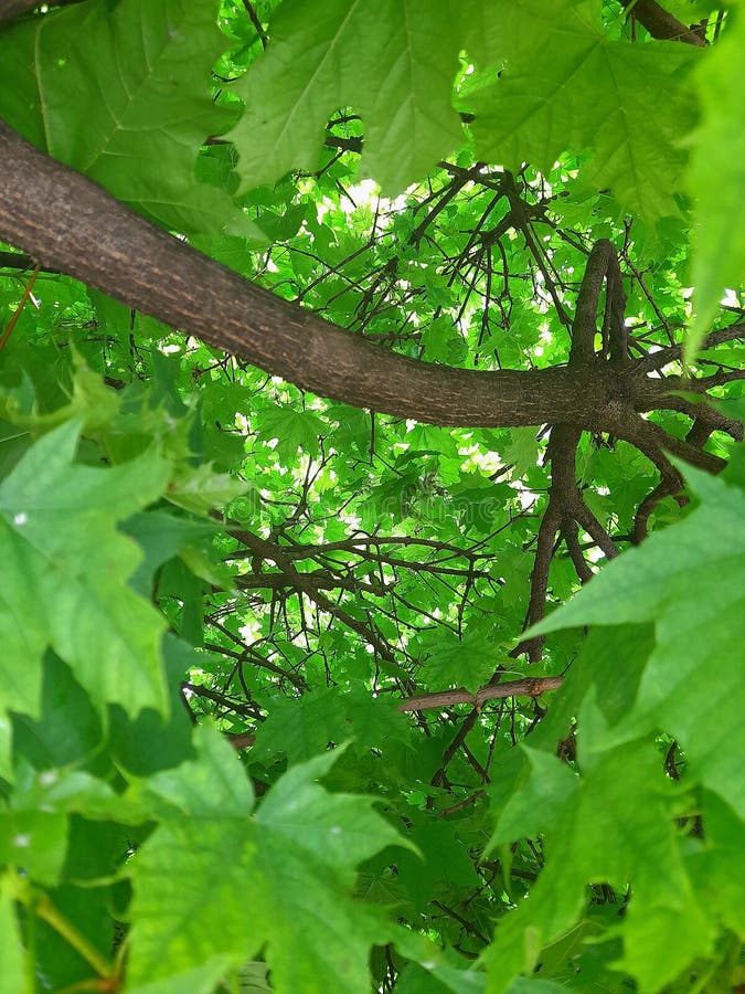 Under the Emerald Crown of a Tree on a Hot Day Stock Photo - Image of ...