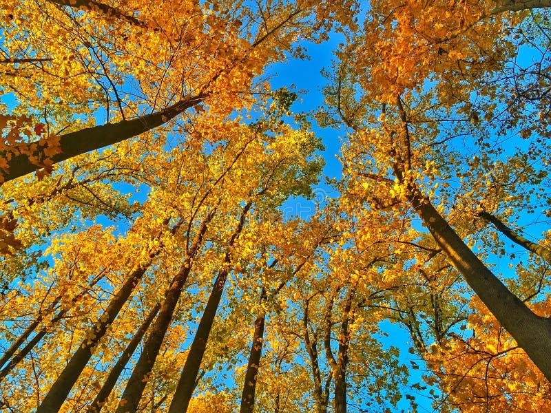 Under the Fall Canopy stock image. Image of autumn, leafpeepers - 61614313