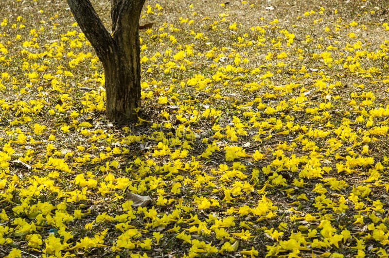 Under stock image. Image of life, abound, grassland, wilt - 46419053