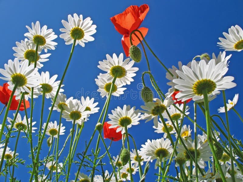 Colorful wildflowers stock photo. Image of blossom, multicolor - 2408158