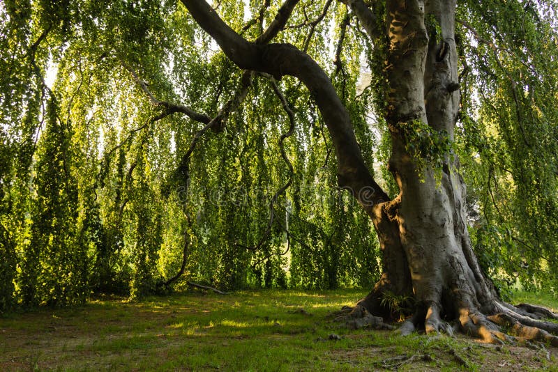 Under the Foliage of a Tree 3 Stock Photo - Image of foliage, magical ...