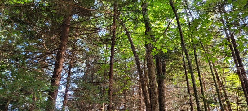 Under the Forest Canopy in the Mountains Stock Photo - Image of trees ...