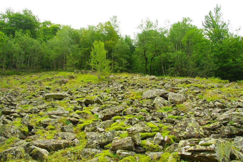 Under the Forest, a Multitude of Pebbles Like a Dry River Stock Photo ...