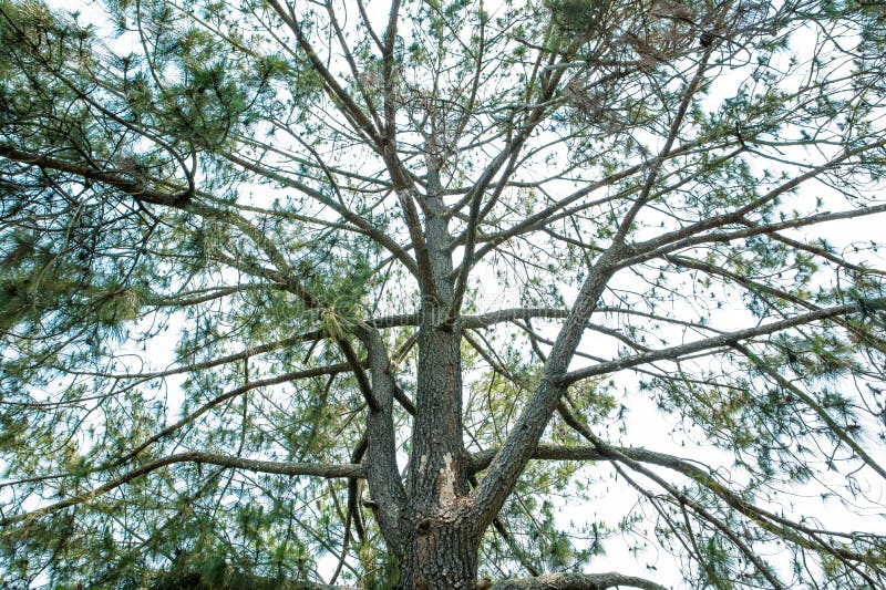 Under Giant Pine Tree Branches or Tree Trunk Background Stock Image ...