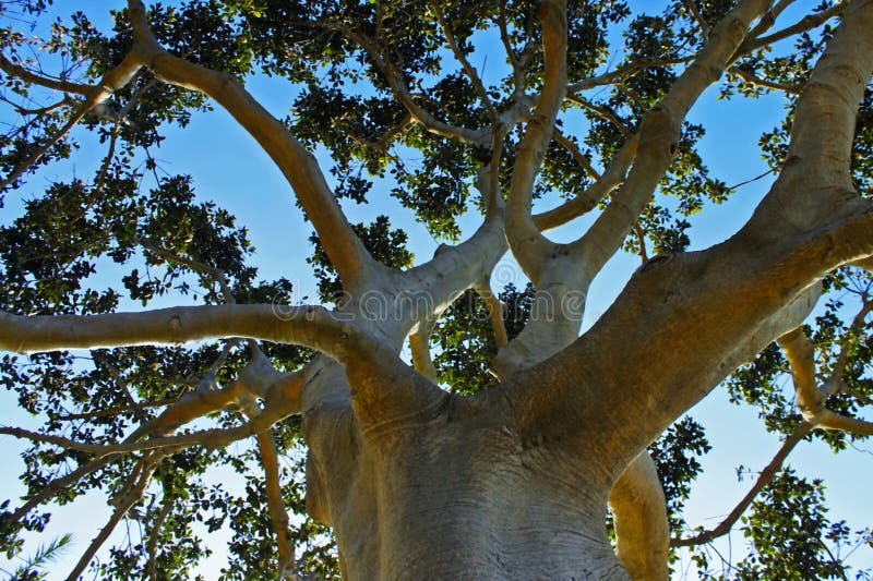 Under the giant tree stock image. Image of diego, park - 86684113