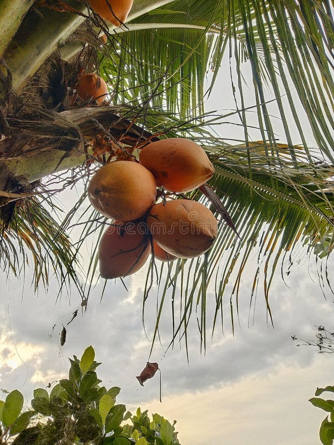 Under Golden Coconut Tree with Dark Cloud Stock Image - Image of golden ...