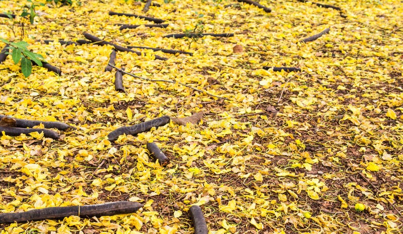 Under Golden Shower Tree Background Stock Photo - Image of nature ...
