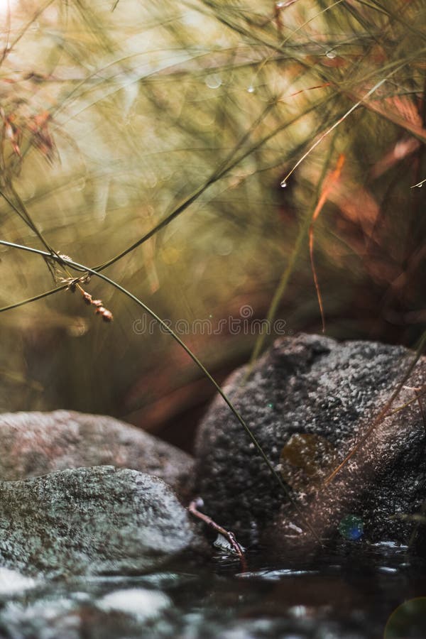 Under the grass stock image. Image of bright, plant, macro - 87589029