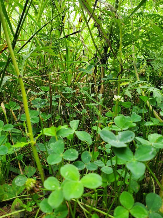 Under the grass stock image. Image of bright, plant, macro - 87589029