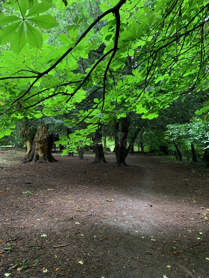 Under the Green Dark Canopy of Trees Stock Photo - Image of canopy ...