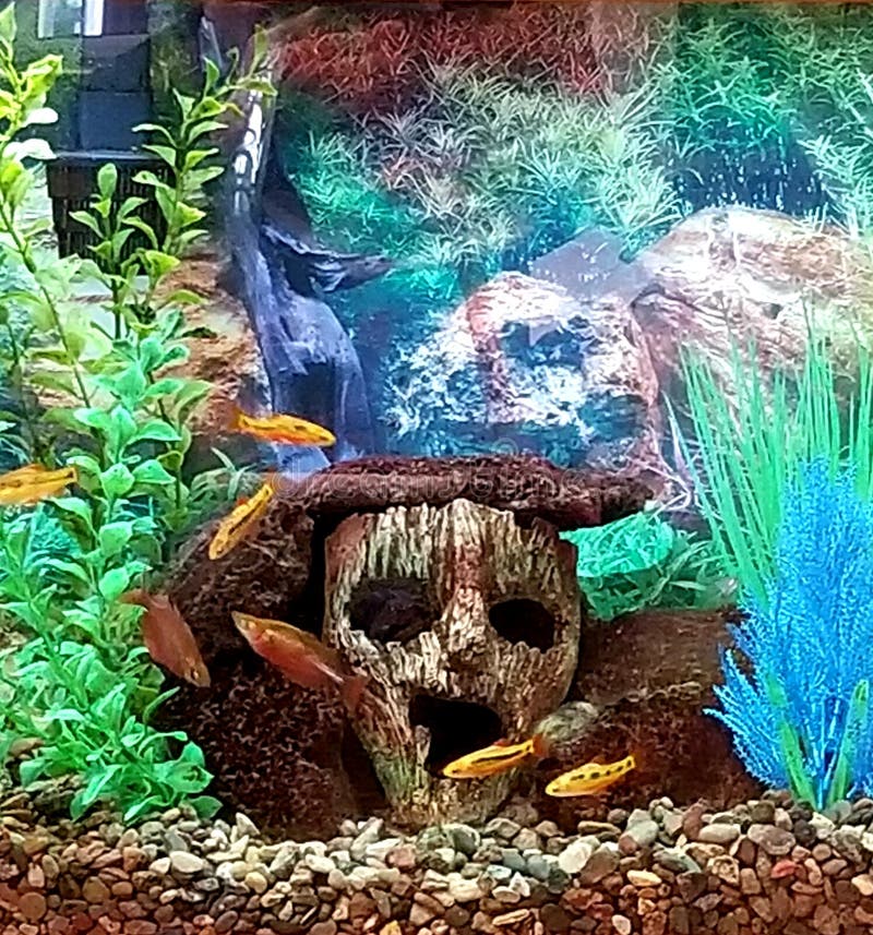 Under havet fotografering för bildbyråer. Bild av enligt - 161579391