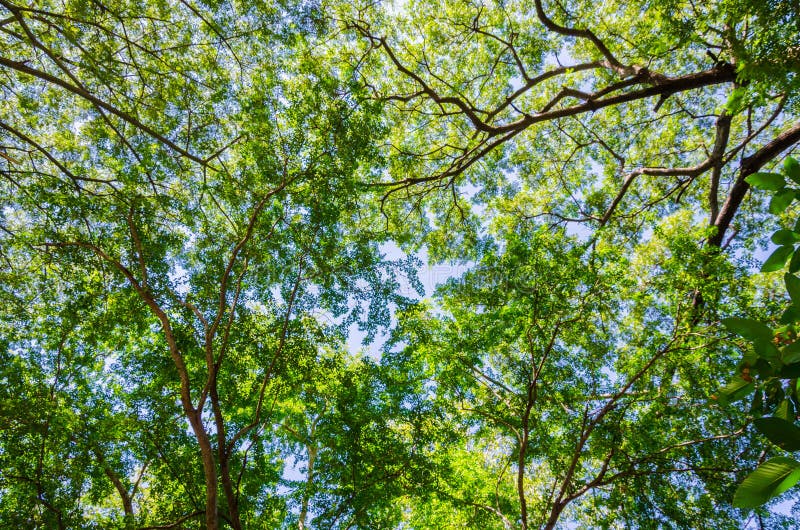 Under the high tree stock photo. Image of park, natural - 81891618