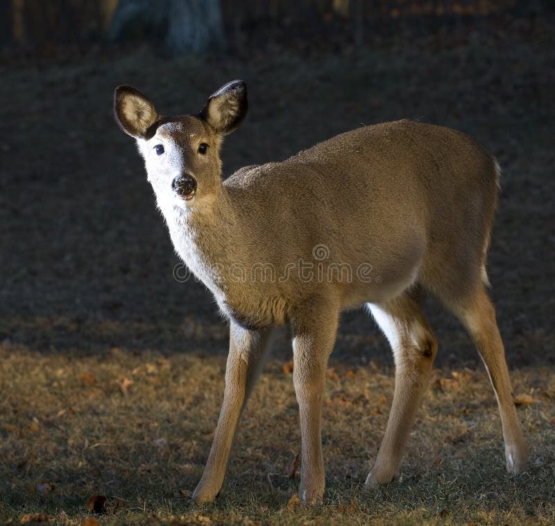 Whitetail Doe and Yearling stock photo. Image of deer - 7886352