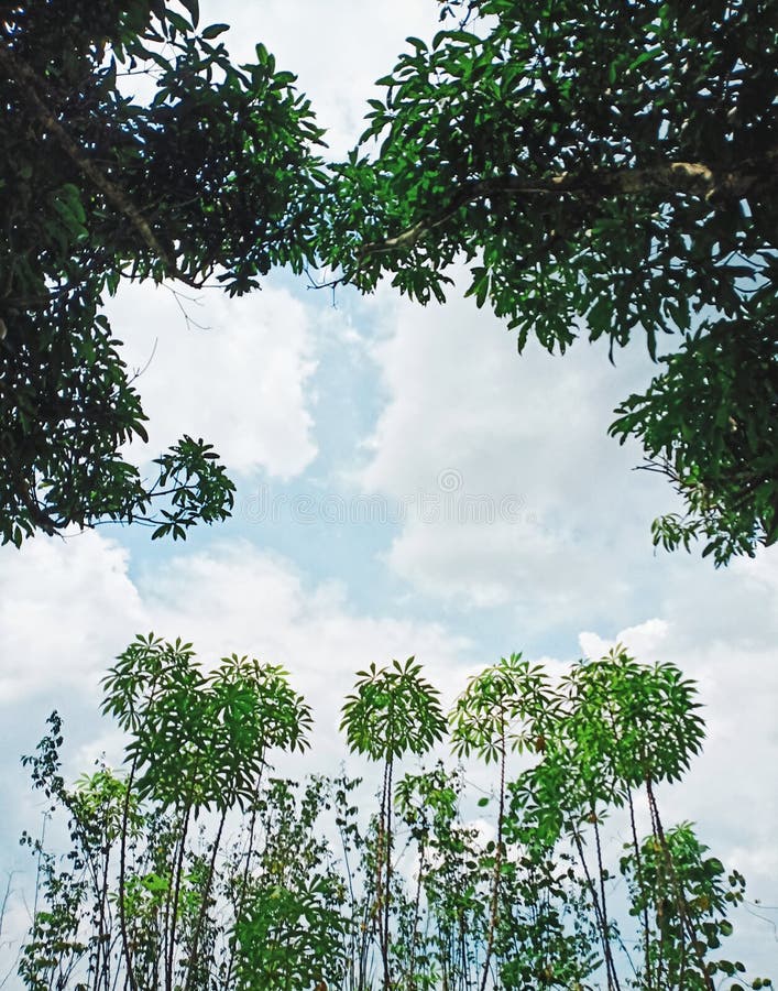Under the Hot Sun Cassava Tree with Green Leaveas Stock Photo - Image ...